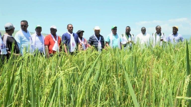 Ethiopia Plants 10 Million Hectares Using The Cluster Farming Method ...