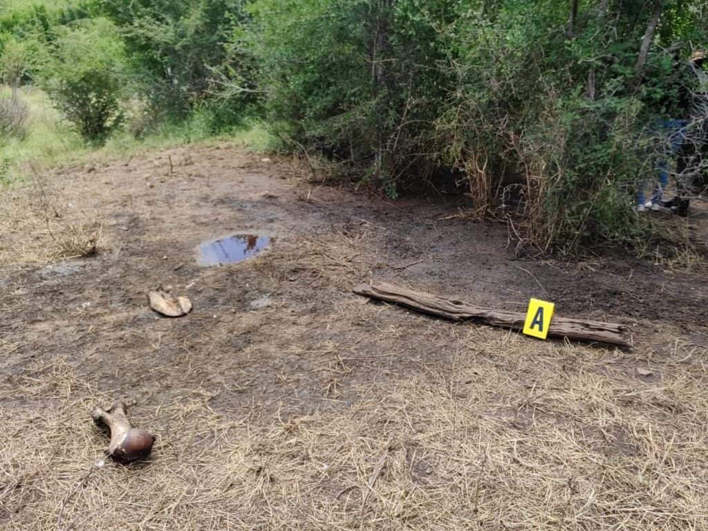 Kruger National Park Faces Surge in Rhino Poaching - African Times