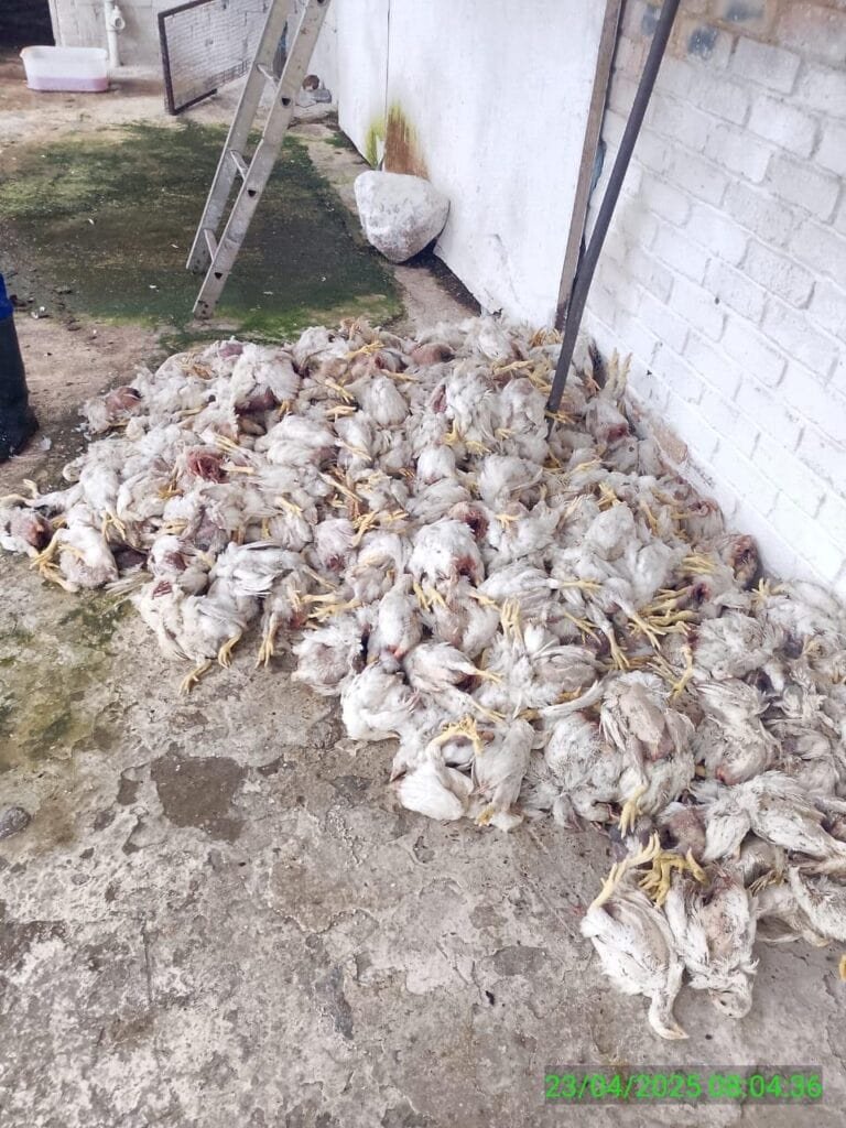 "Starving Chickens, Unpaid Workers, Angry Community: Daybreak Farms ...