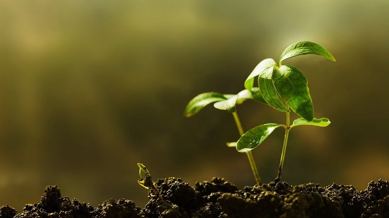 Ethiopia reforests under Green Legacy Initiative - African Times